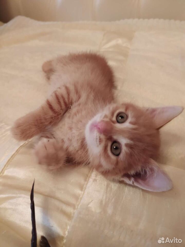 Котик рыжий котик :)