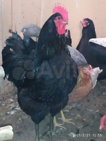 Куры и петухи