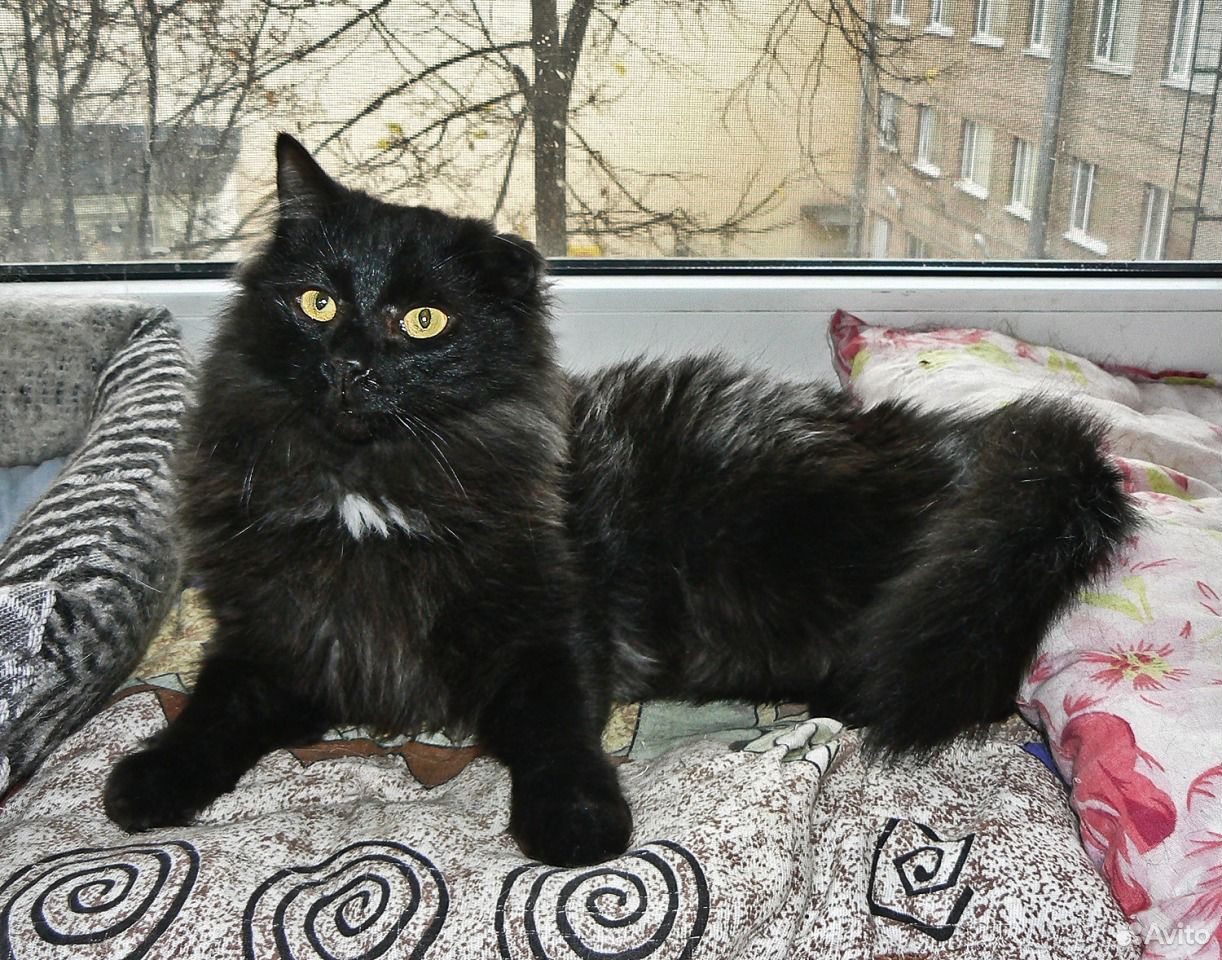 Кот Алекс