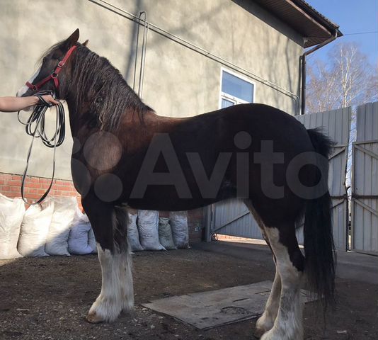 Продам кобылу