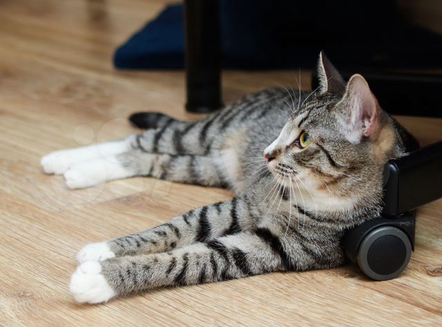 Молодой котик меньше года возраст Тимур в добрые