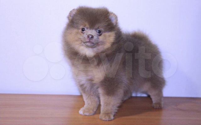 Шпицы редкого лилово-подпалого окраса