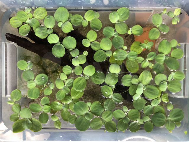 Пистия, яванский мох, неоны, креветки