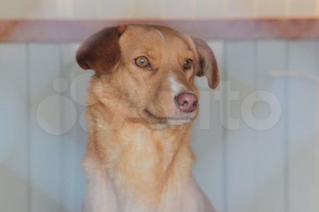 Персиковая малышка Лиска в дар