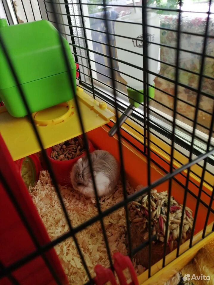 Клетка с хомяком джунгариком